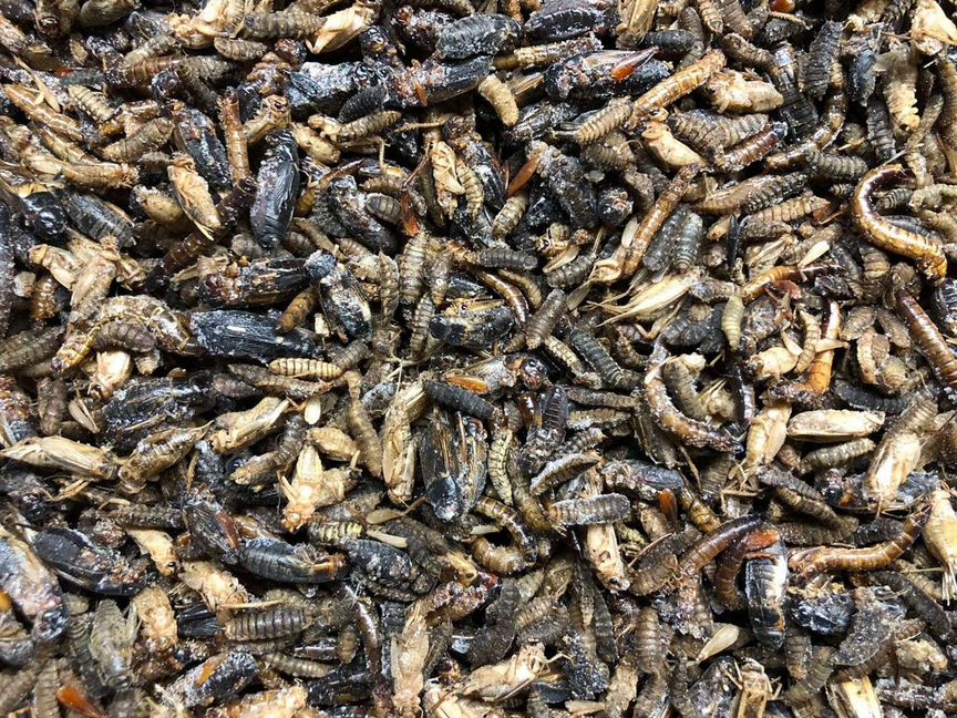 Корм для стрижей