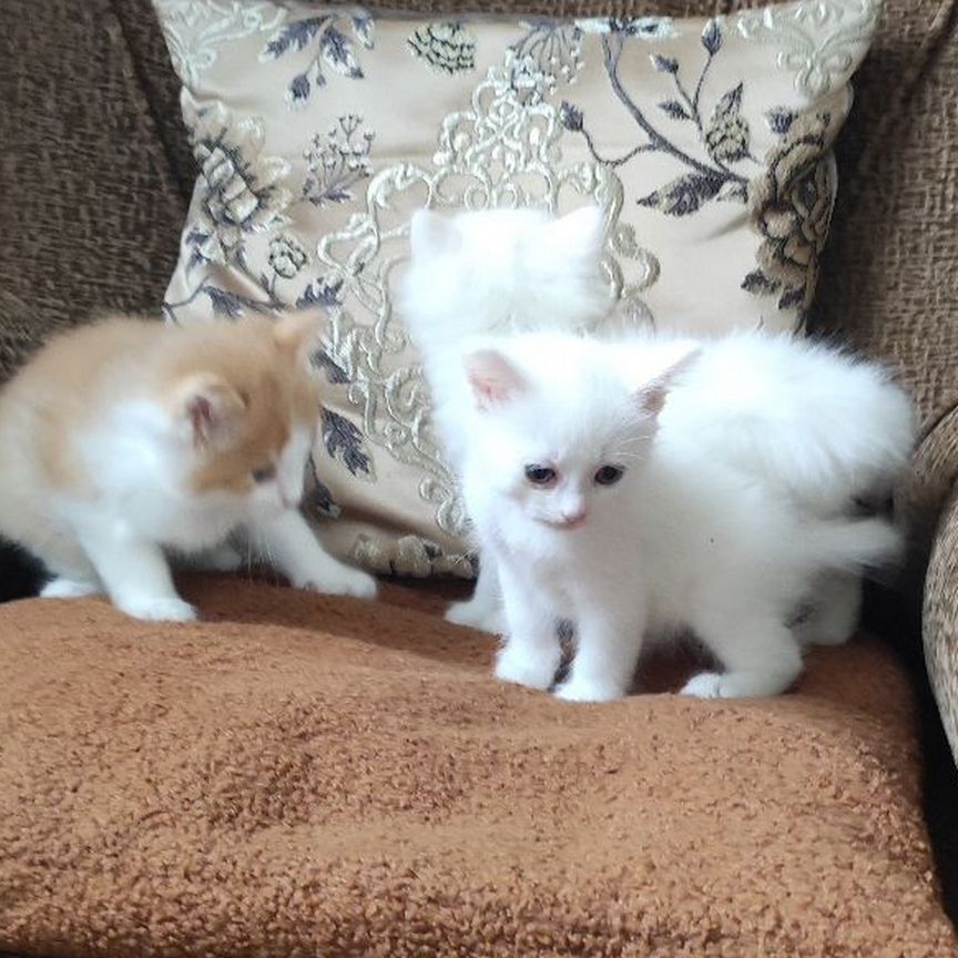 Котята в добрые руки бесплатно