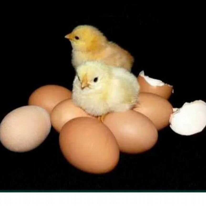 Инкубационное яйцо кур