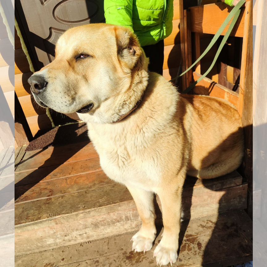 Среднеазиатская овчарка, взрослая собака