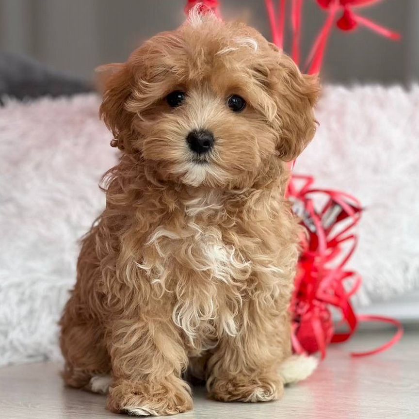 Мальтипу, щенок