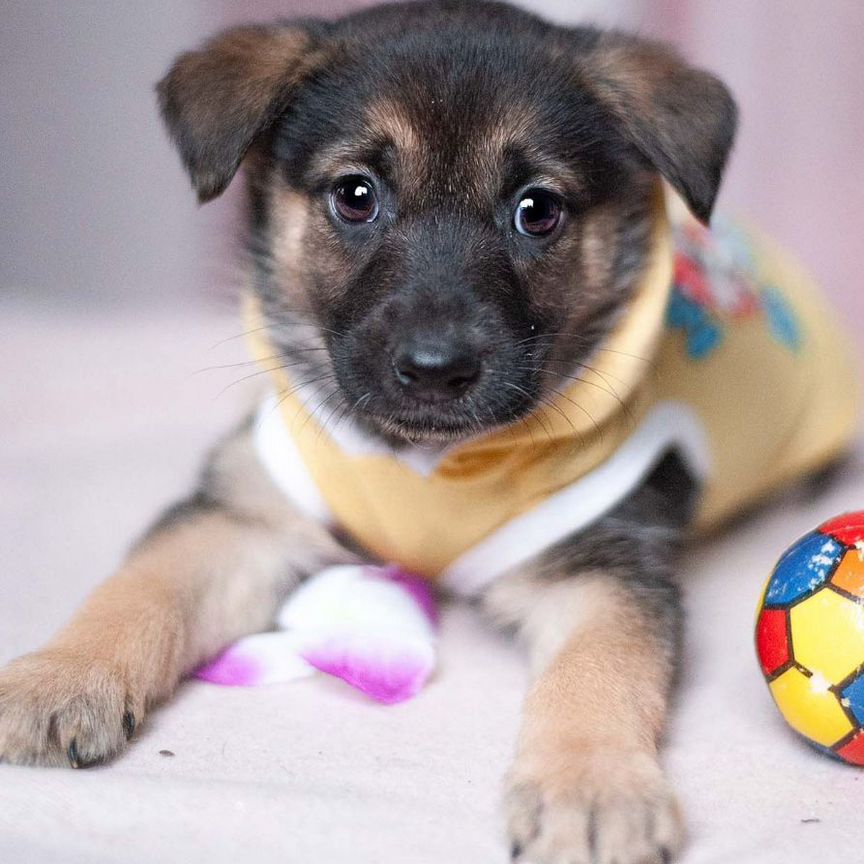 Щенок в добрые руки