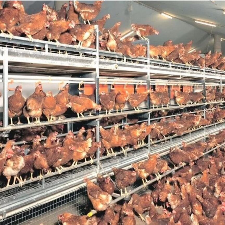 Лучшие несушки