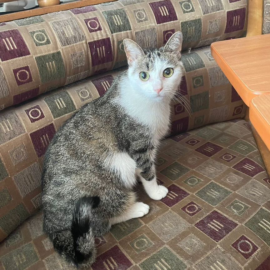 Кошечка в добрые руки