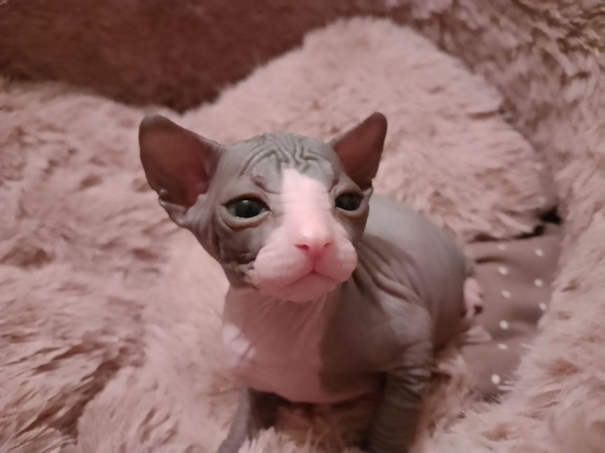 Донской сфинкс котята