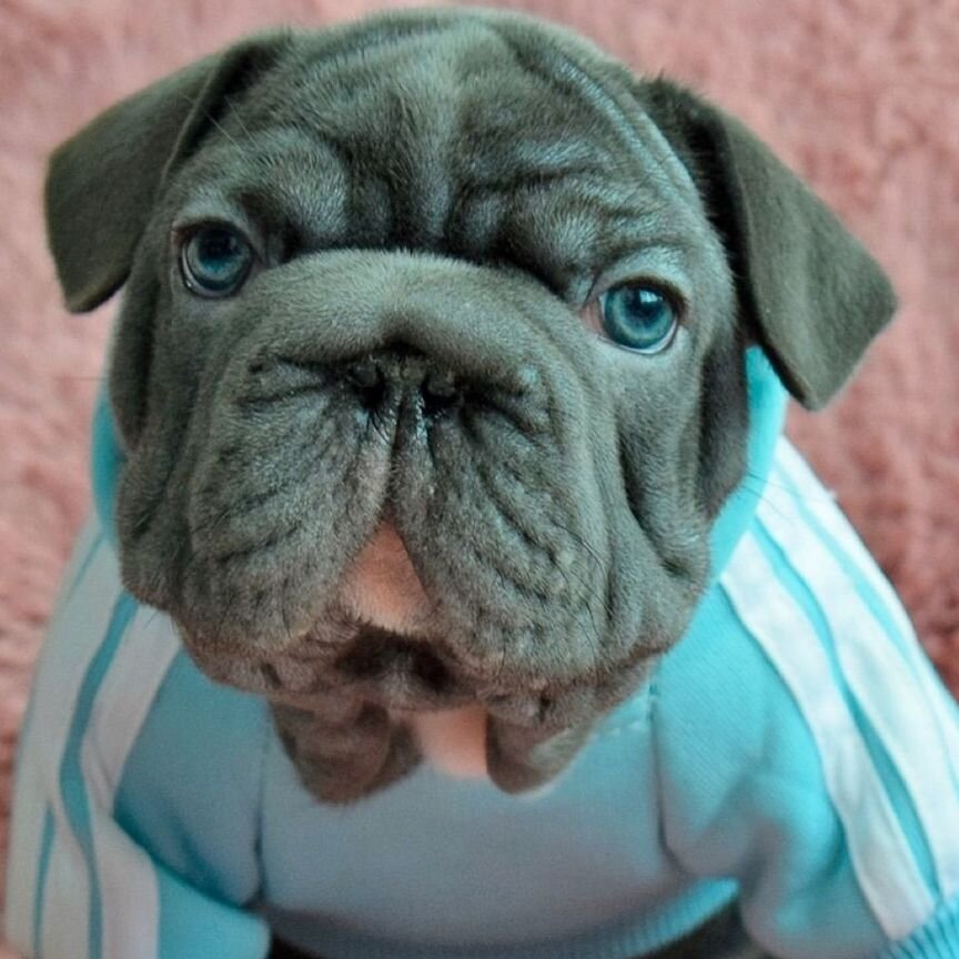 Французский бульдог, щенок