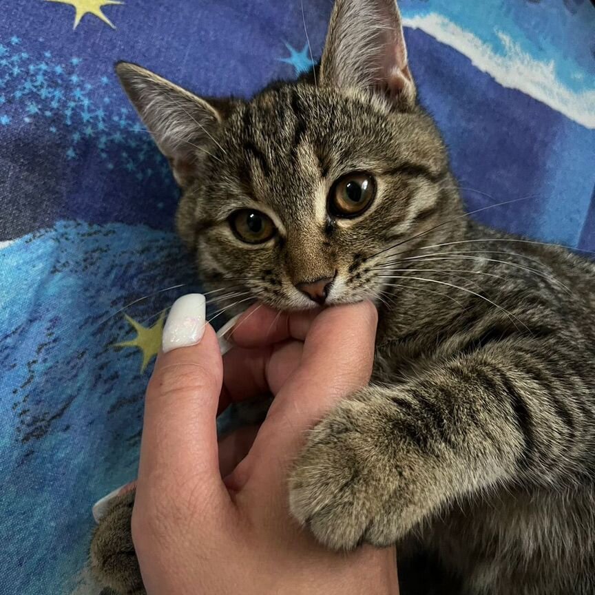 Котята Ищем Дом для Брата и Сестры