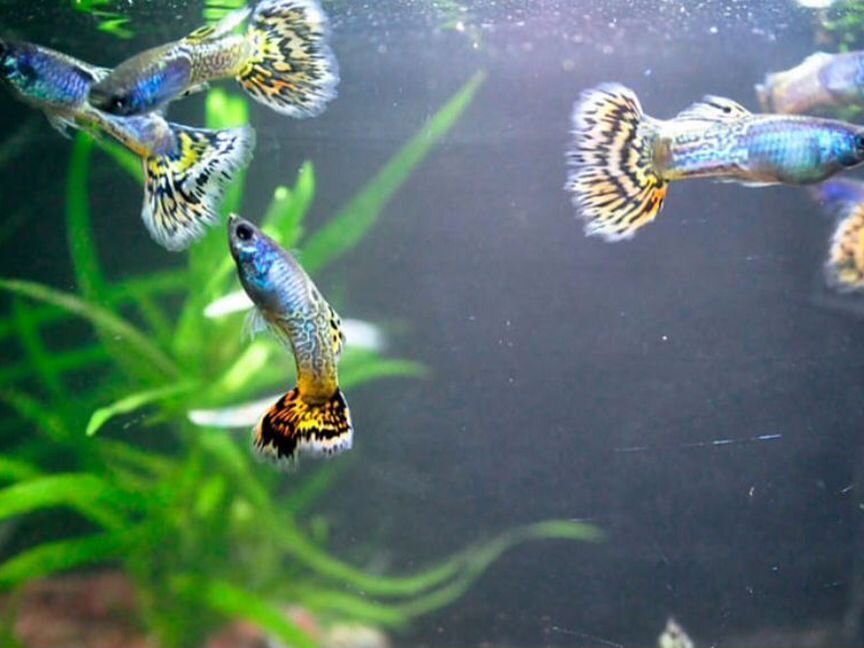 Аквариумные рыбки гуппи