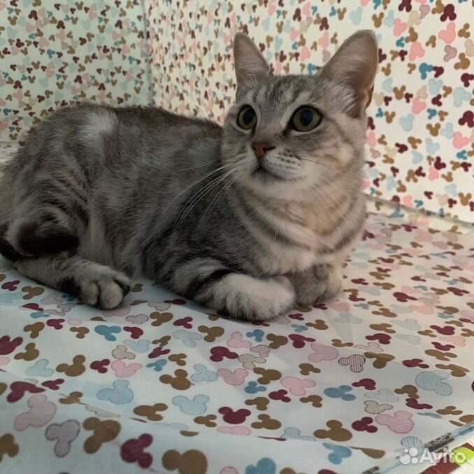 Отдаем кошку шотландку