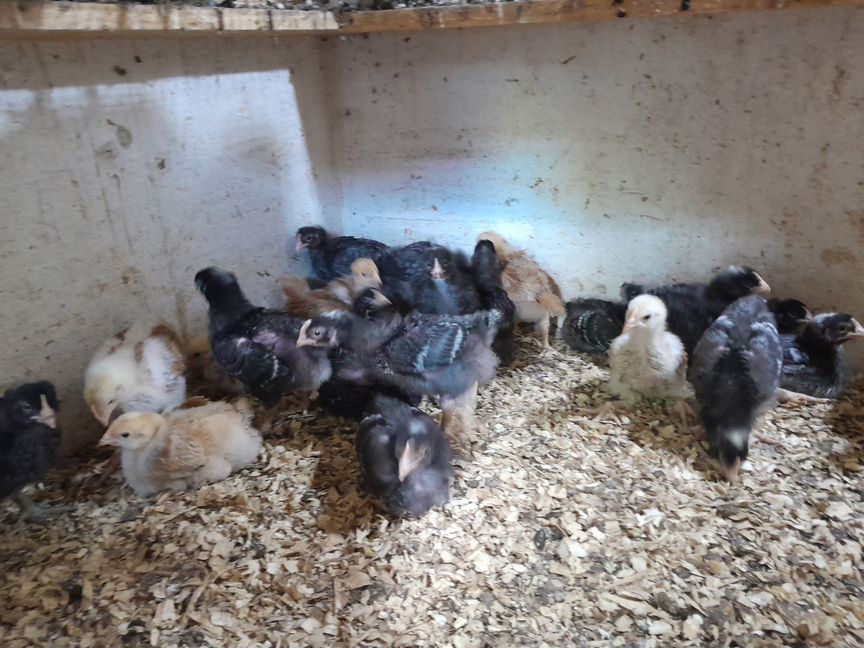 Цыплята ред Бро, гриз бар,голошейка жёлтая