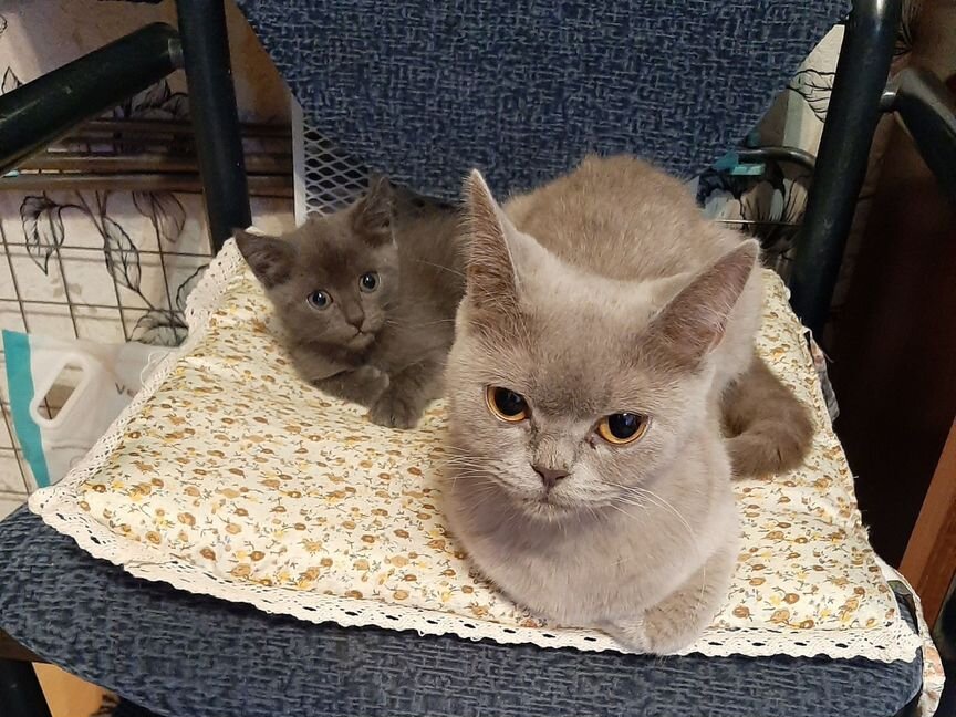Котята в добрые руки бесплатно