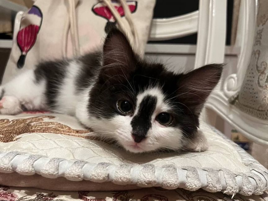 Кошка