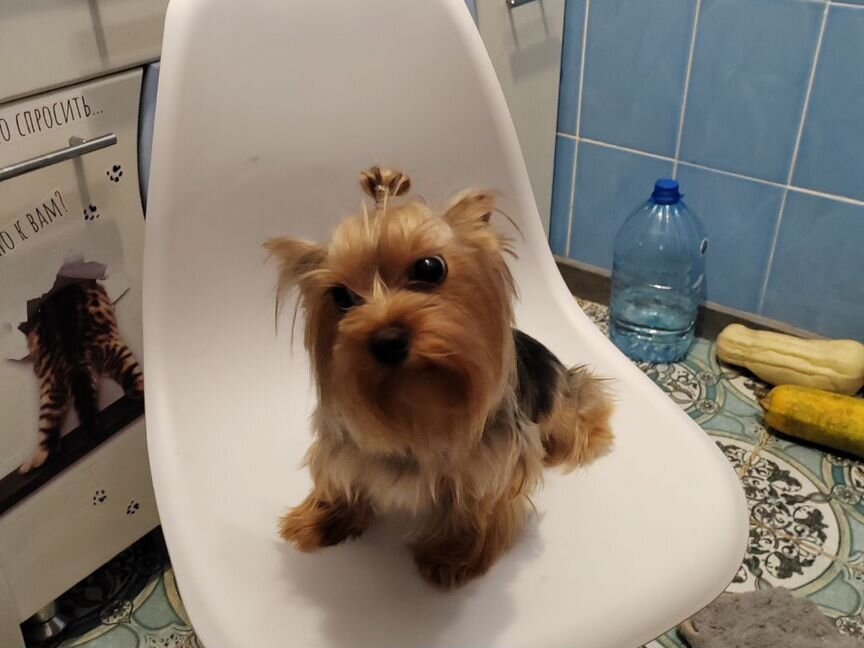 Йоркширский терьер