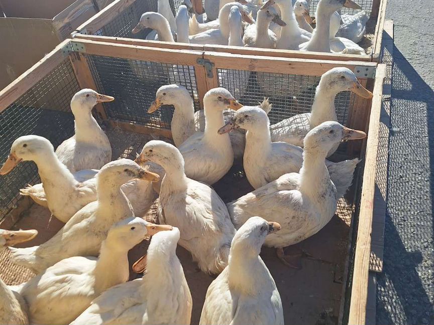 Утки черри велли, 2.5 месяца