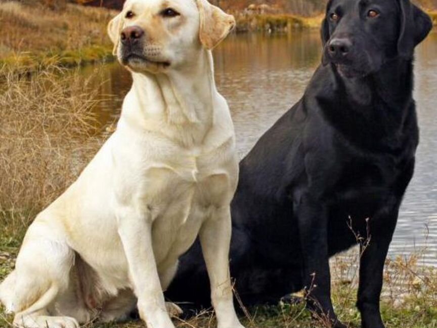 Щеночки им месяц