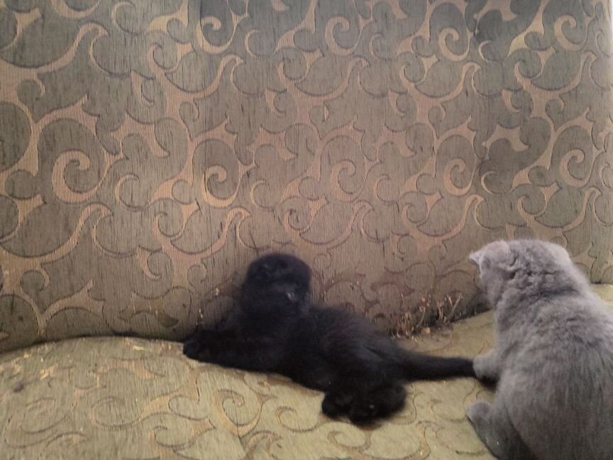 Кошка