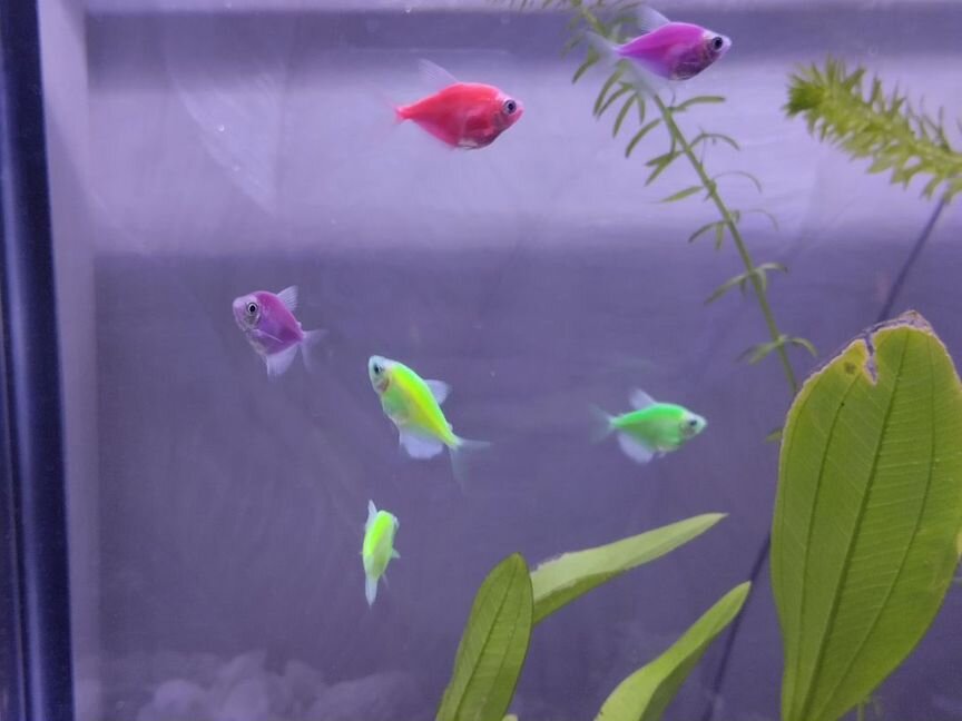 Тернеции гло