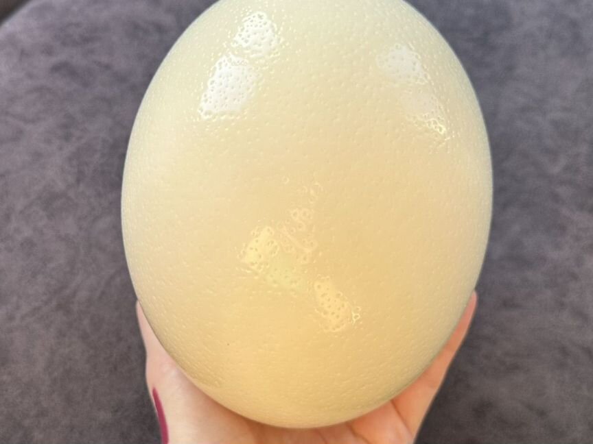 Страусинное яйцо