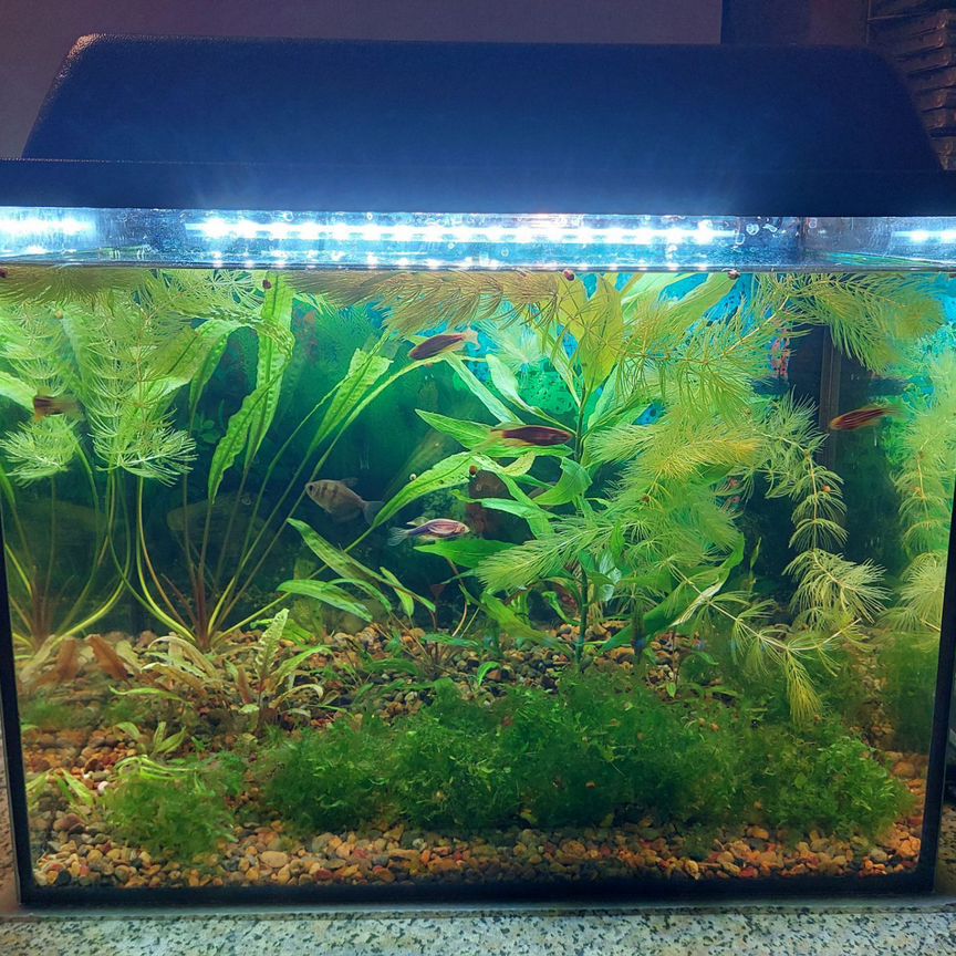 Аквариум (39 л.) с грунтом, растениями, рыбами