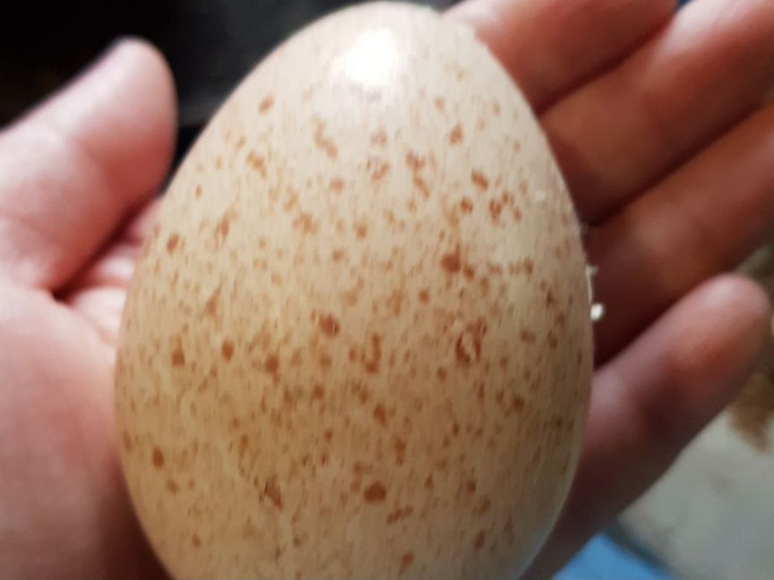 Инкубационное яйцо индейки