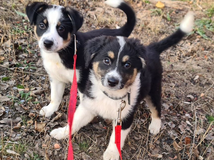 Герда и Гретта в надёжные руки. Стерилизация в дар