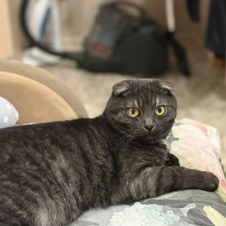 Шотландский вислоухий кот