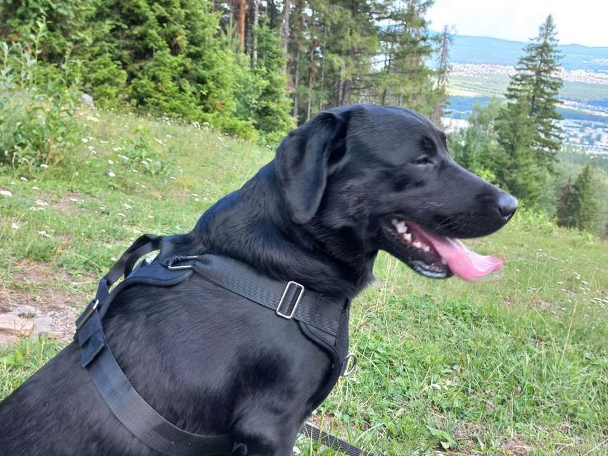 Кобель лабрадора вязка