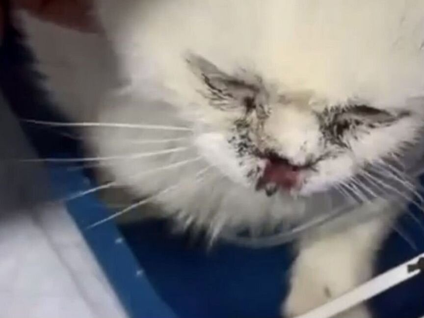 Кот в добрые руки