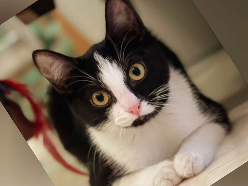 Котенок девочка в добрые руки