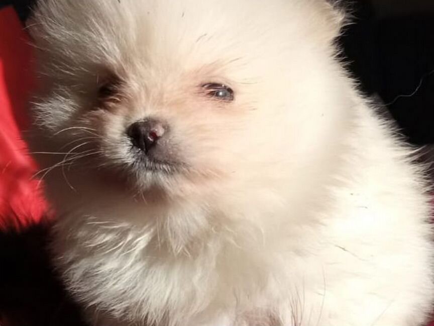 Померанский шпиц медвежьего типа