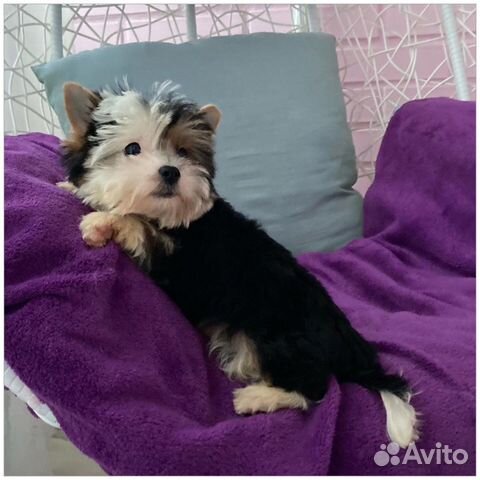 Йорк мальчик курносый и игривый