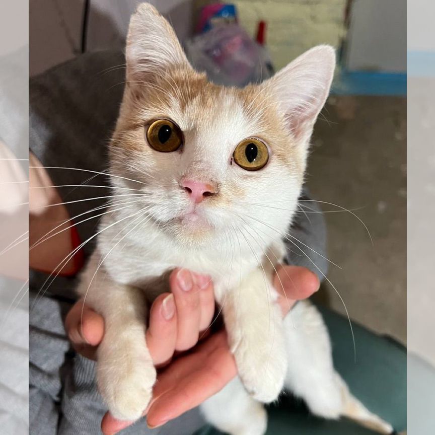 Взрослый кот в добрые руки