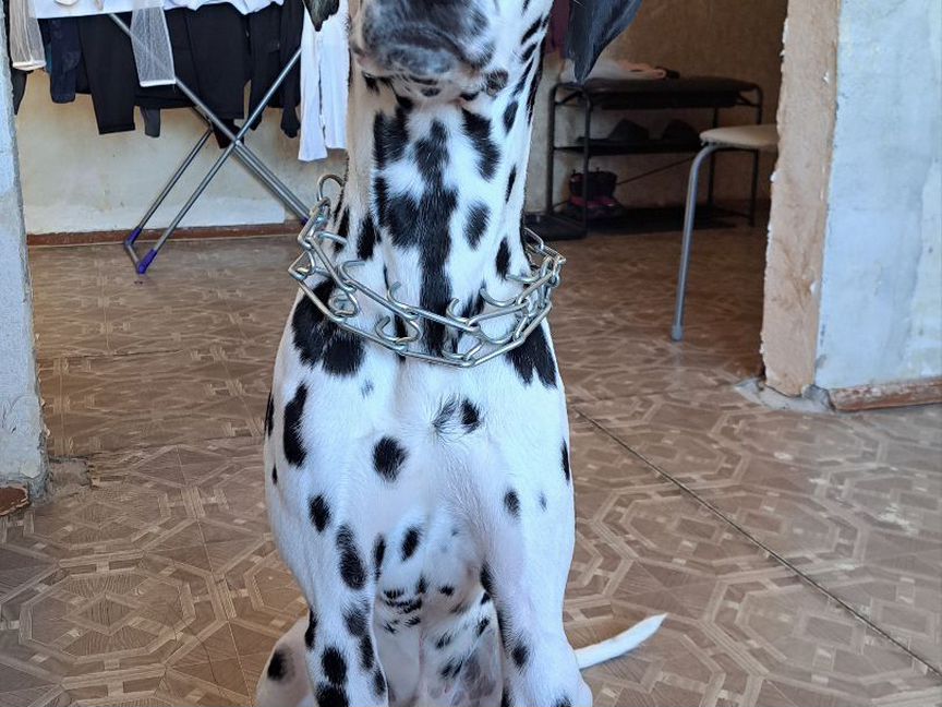 Далматинец -вязка