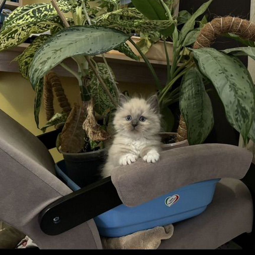 Котята рэгдолл