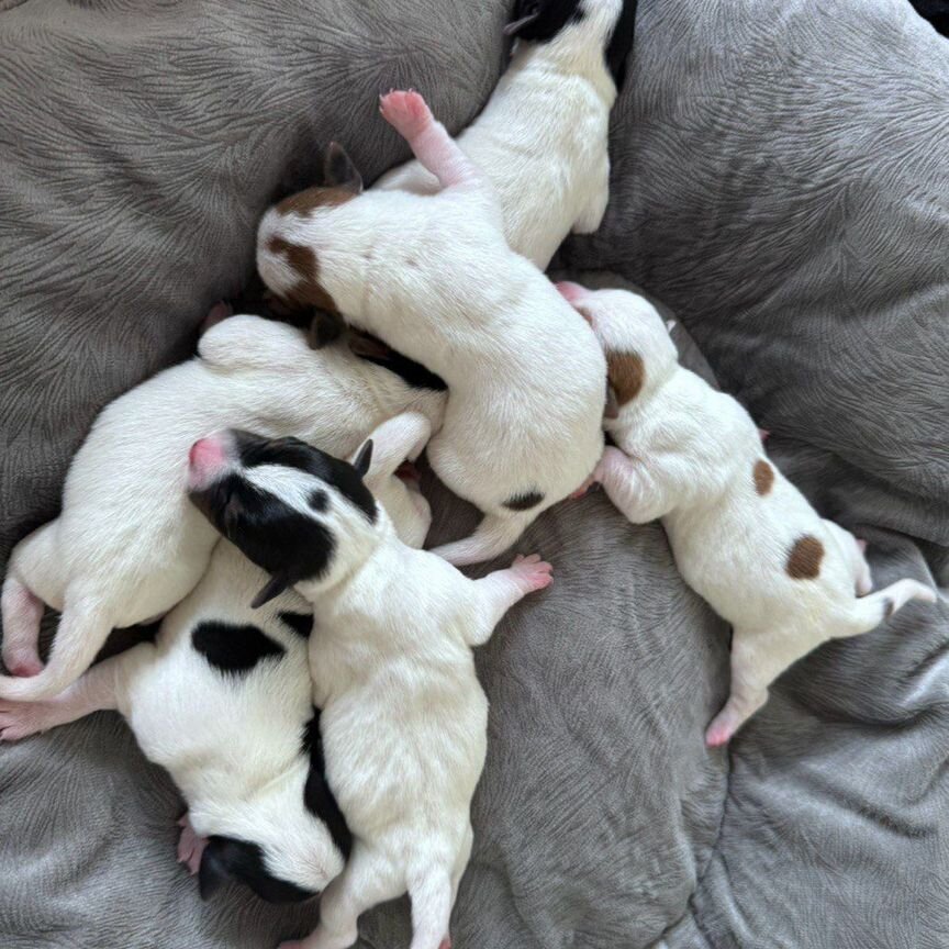 Щенки Джек Рассел терьер гладкошерстный