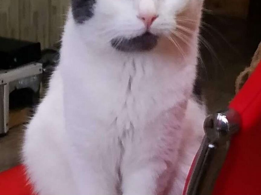 Котик бесплатно