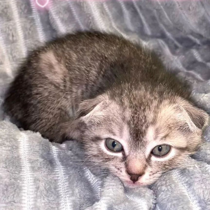 Шотландский вислоухий короткошёрстный котёнок