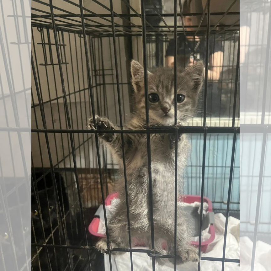 Котёнок в добрые руки