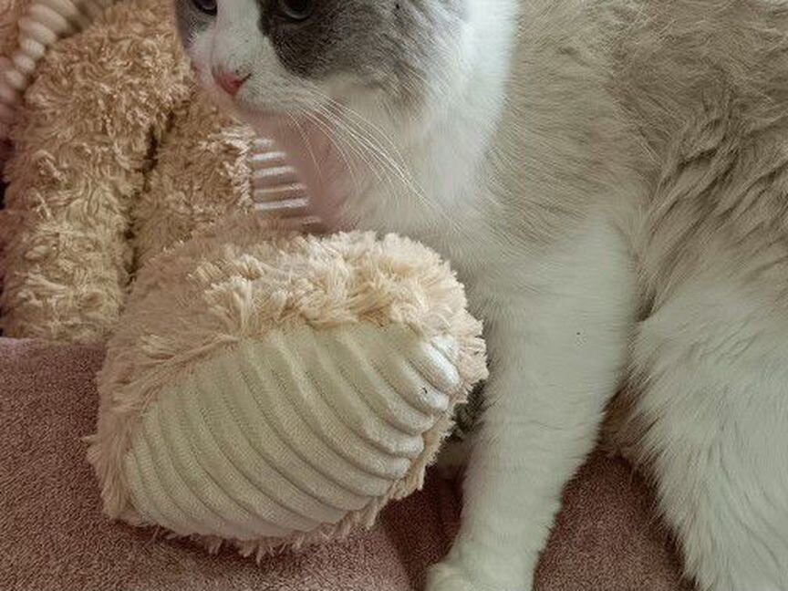 Кошечки рэгдолл черепашата