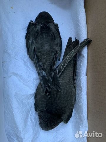 Птенцы стрижа