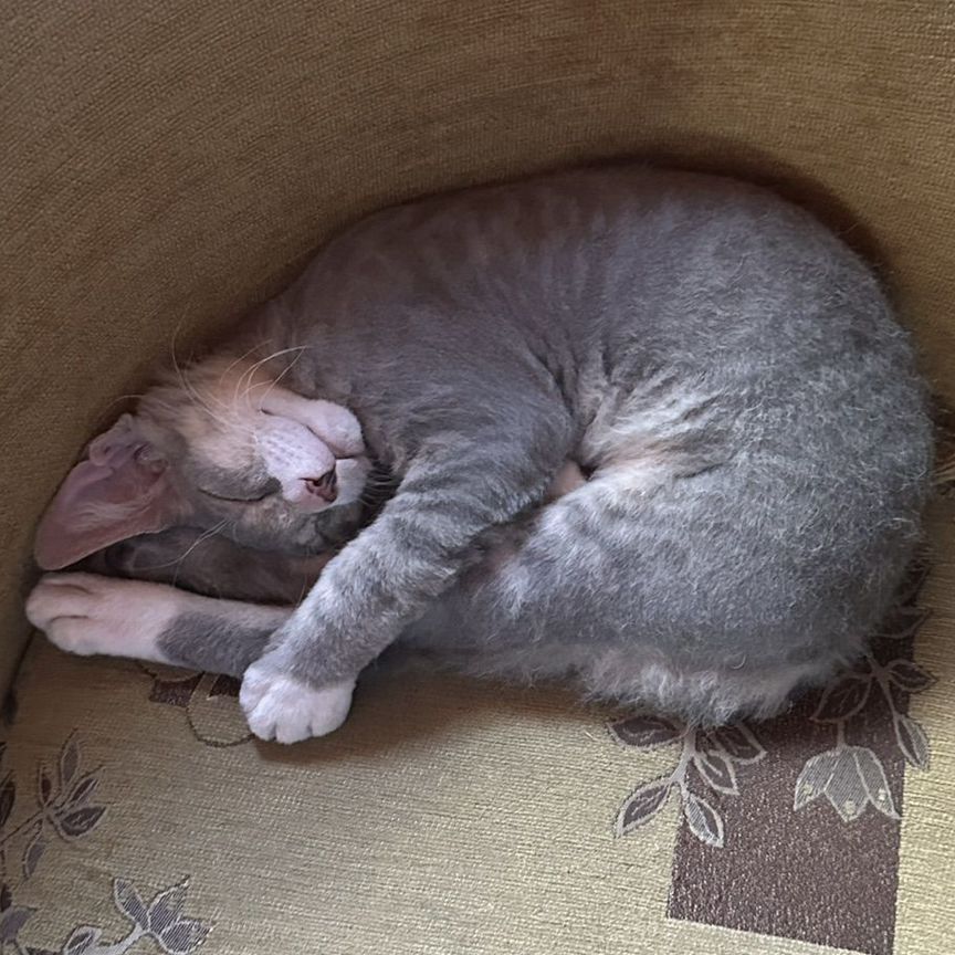 Котенок сфинкс браш