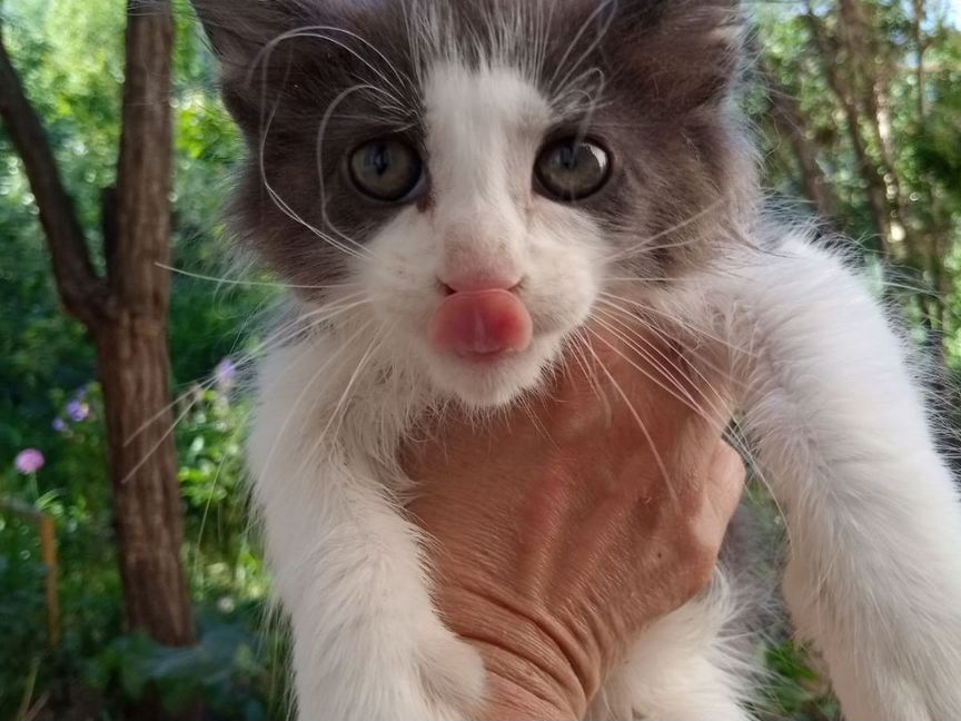 Мейн-кун,классика и шестипалые