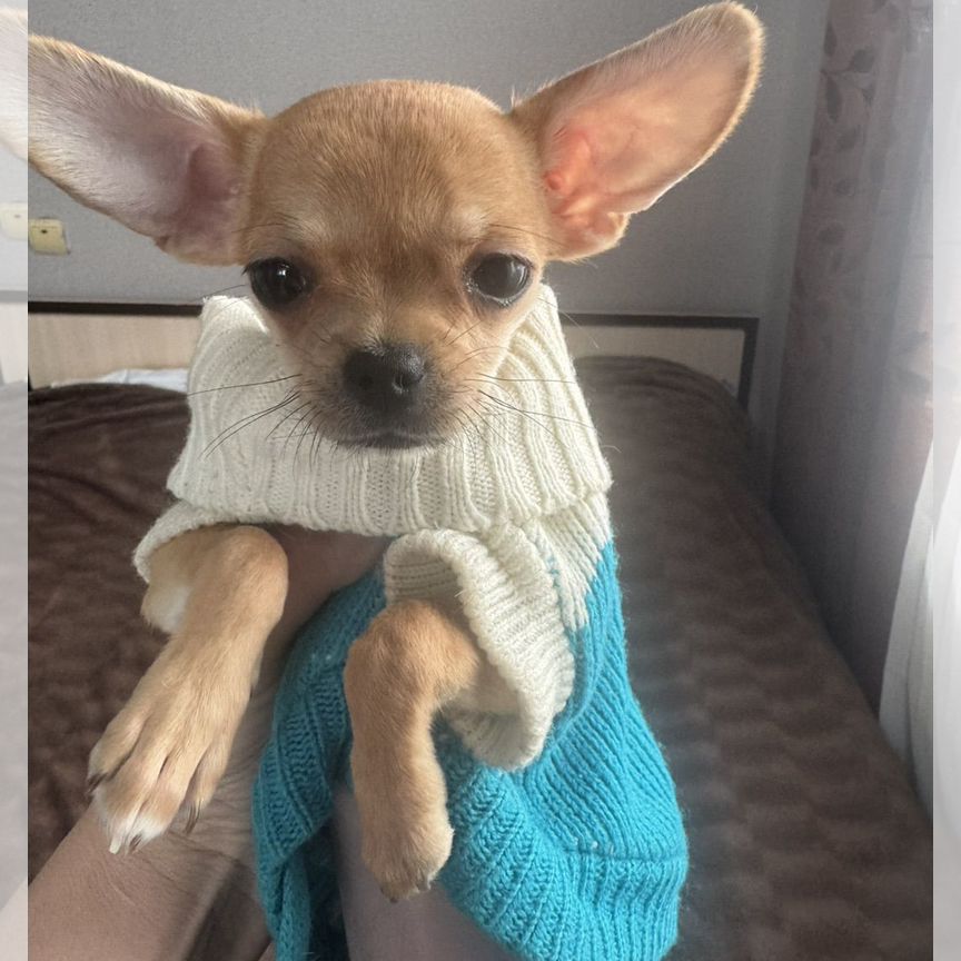 Чихуахуа, щенок