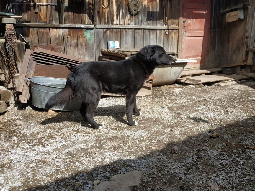 Собака в добрые руки