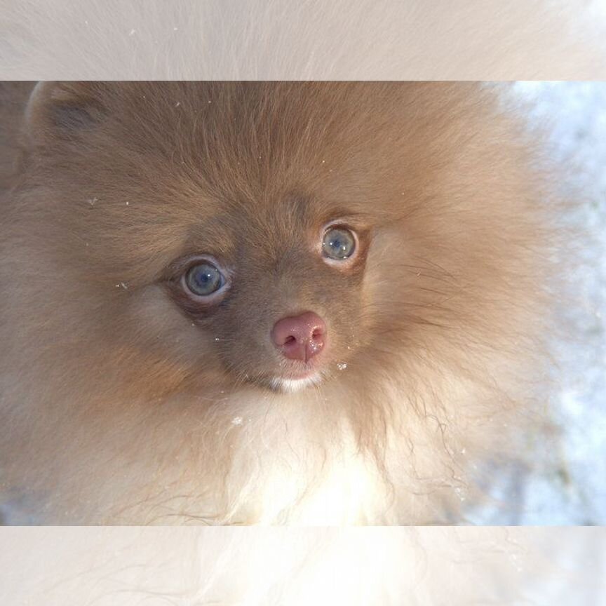 Перспективная шпицедевочка с начинкой