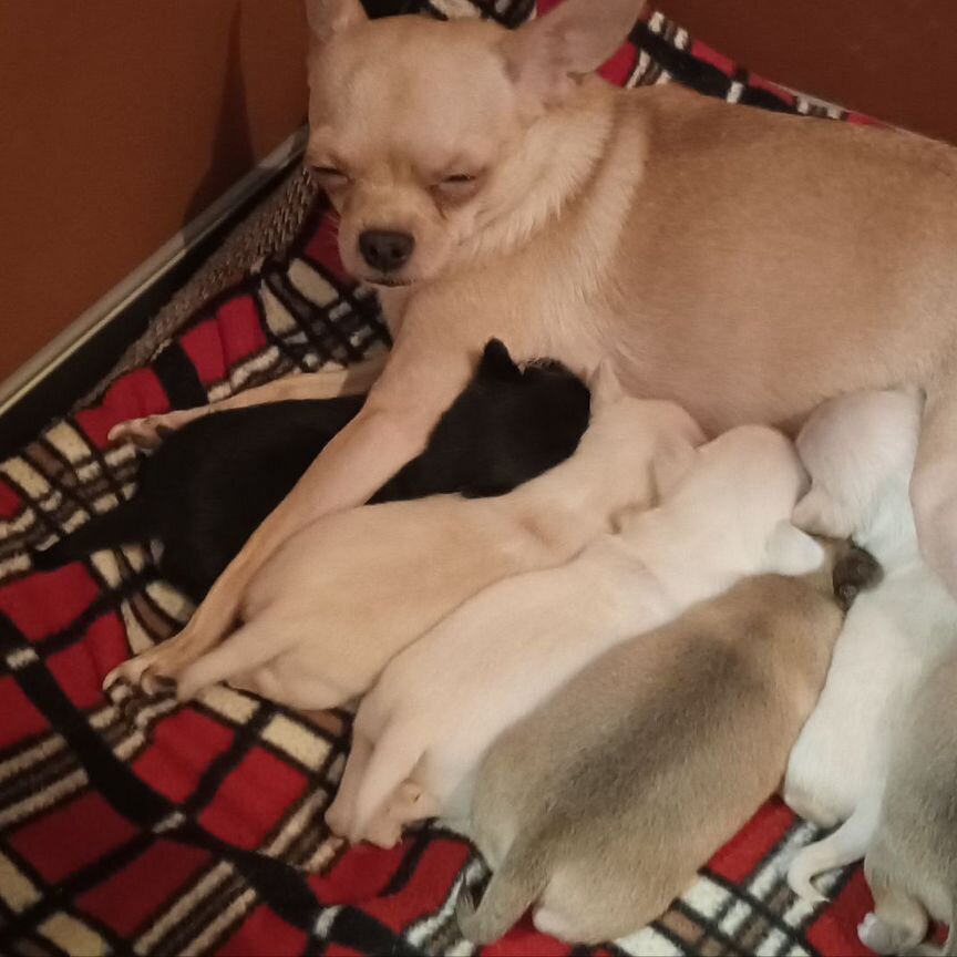 Скоро в продаже милые щеночки, а пока бронь