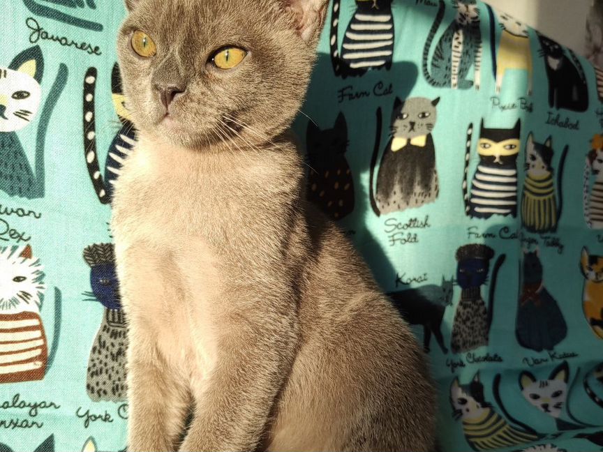Бурманские котята