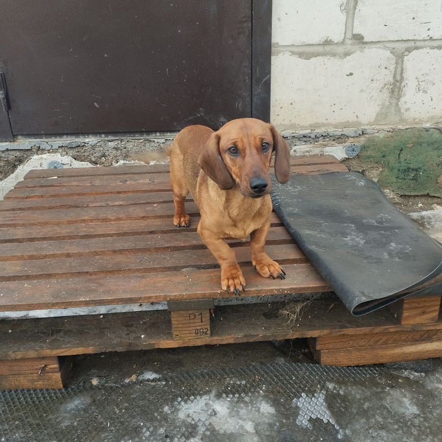 Такса, щенок