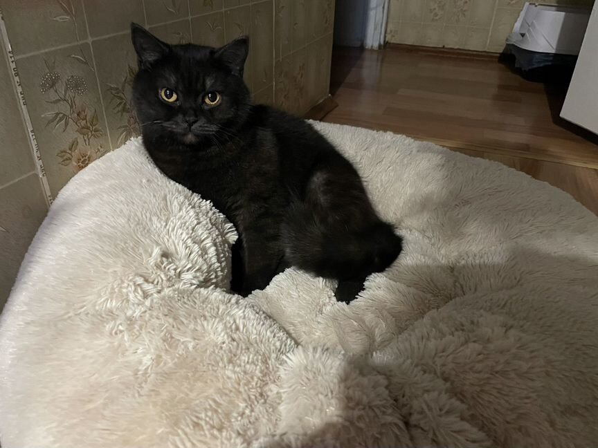 Кошка Виски