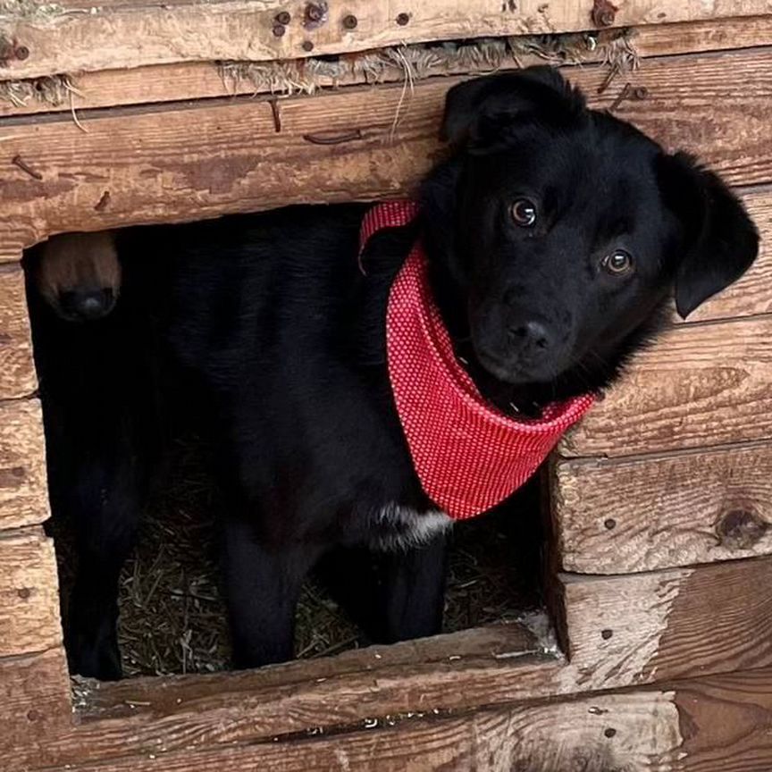 Взрослая собака в добрые руки